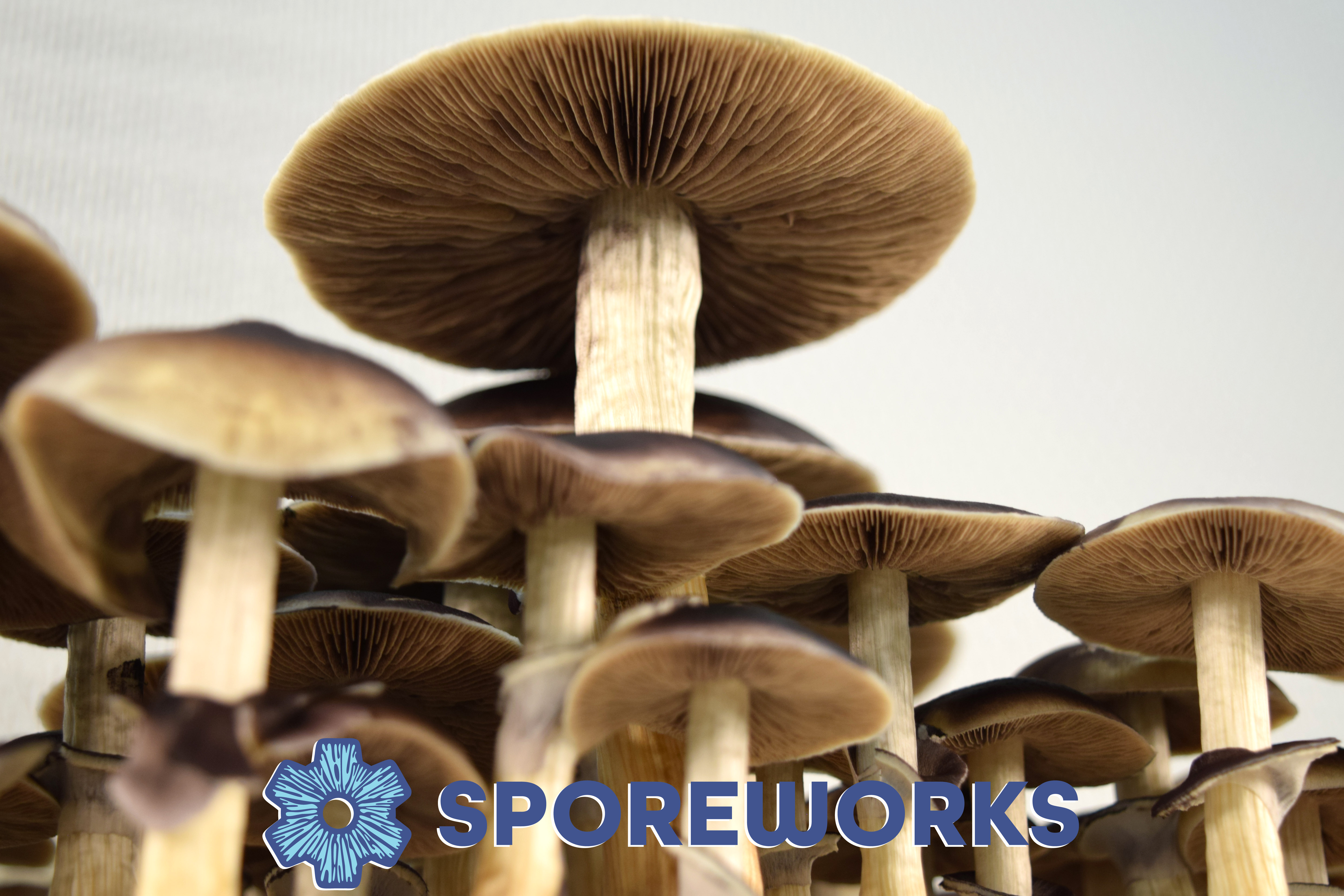Sporeworks.com